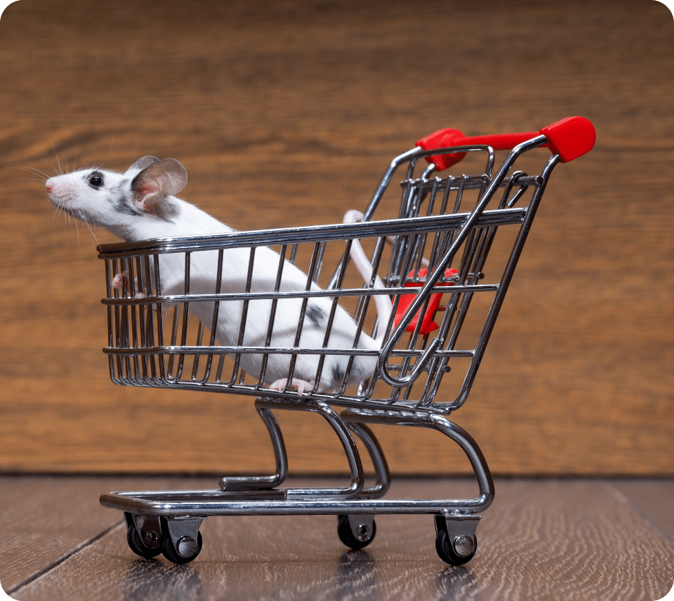 Retail Store Pest Control - Hawx Pest Control